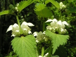 L'ortie blanche, une plante non urticante pleine de vertus